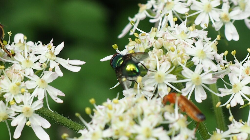 Calyptrate Flies from South Wood, Catsfield, East Sussex, UK on July 26 ...