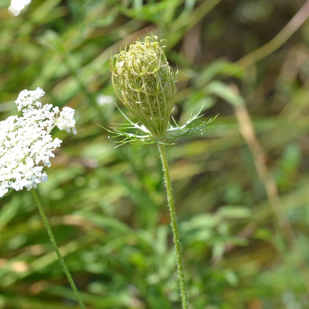 wild carrot from 294 74 Kochánky, Česko on July 22, 2023 at 10:47 AM by ...