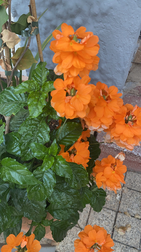 Firecracker-flower from Marbella on July 26, 2023 at 09:05 PM by leen ...