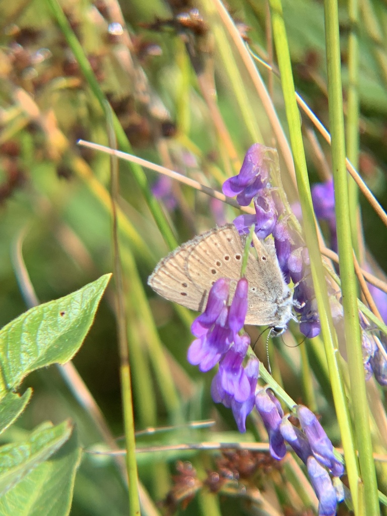 Scarce Large Blue in July 2023 by fabiologist · iNaturalist