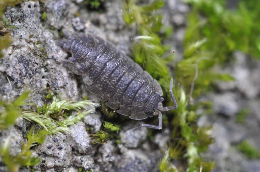 Common Rough Woodlouse from Oscáriz, Navarra, España on April 27, 2020 ...