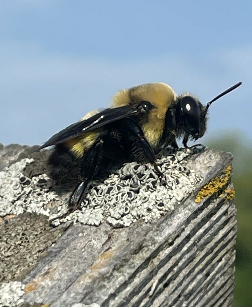 Black-and-gold Bumble Bee from Johnson County, KS, USA on July 26, 2023 ...