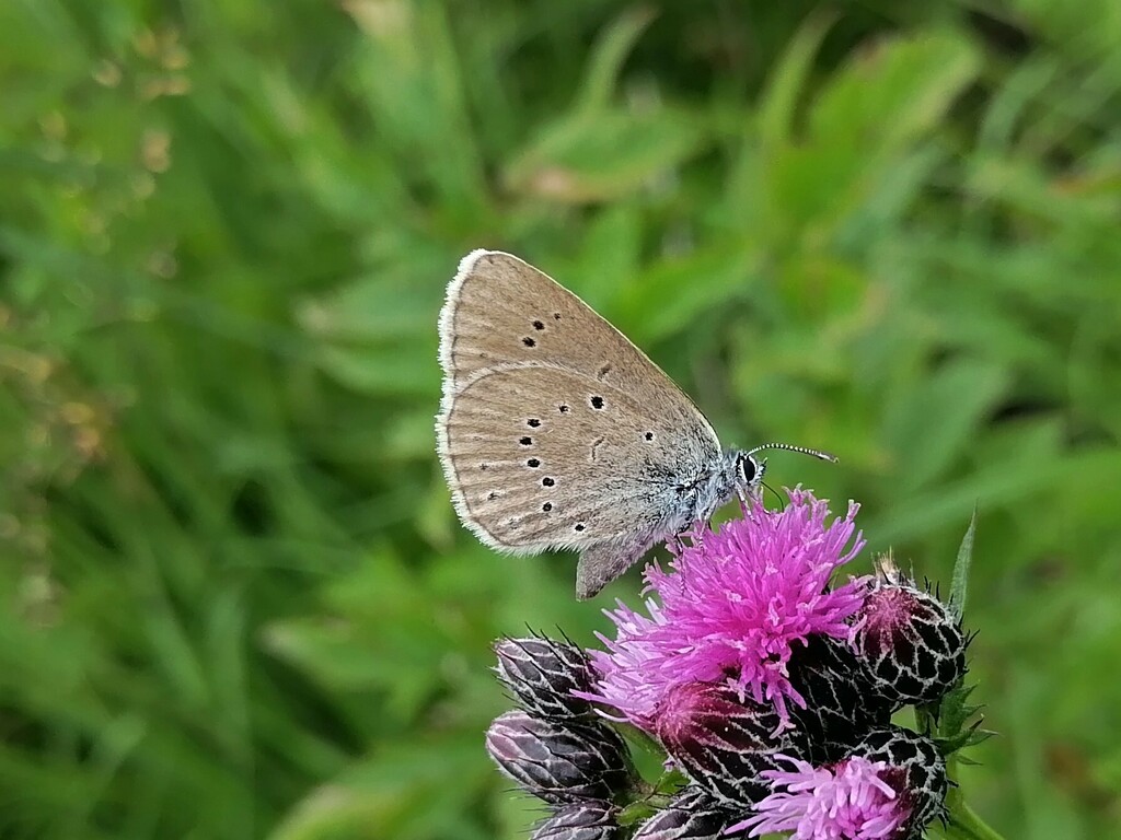 Scarce Large Blue in July 2023 by konstantin_m. ??? · iNaturalist