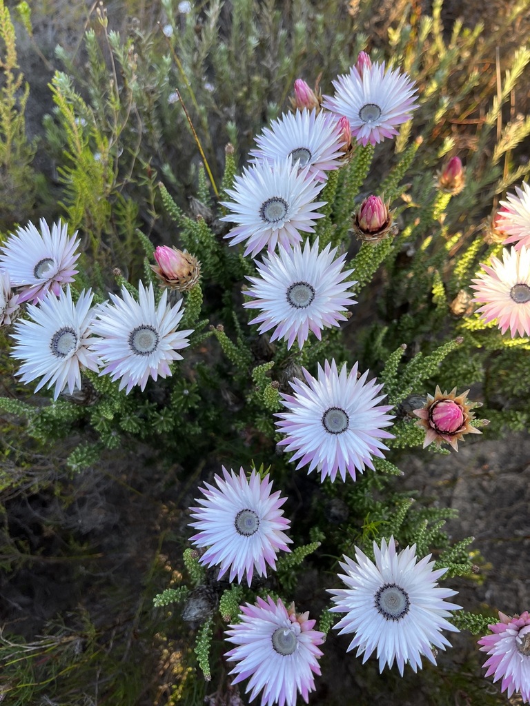 Cape everlasting from Overberg District Municipality, South Africa on ...