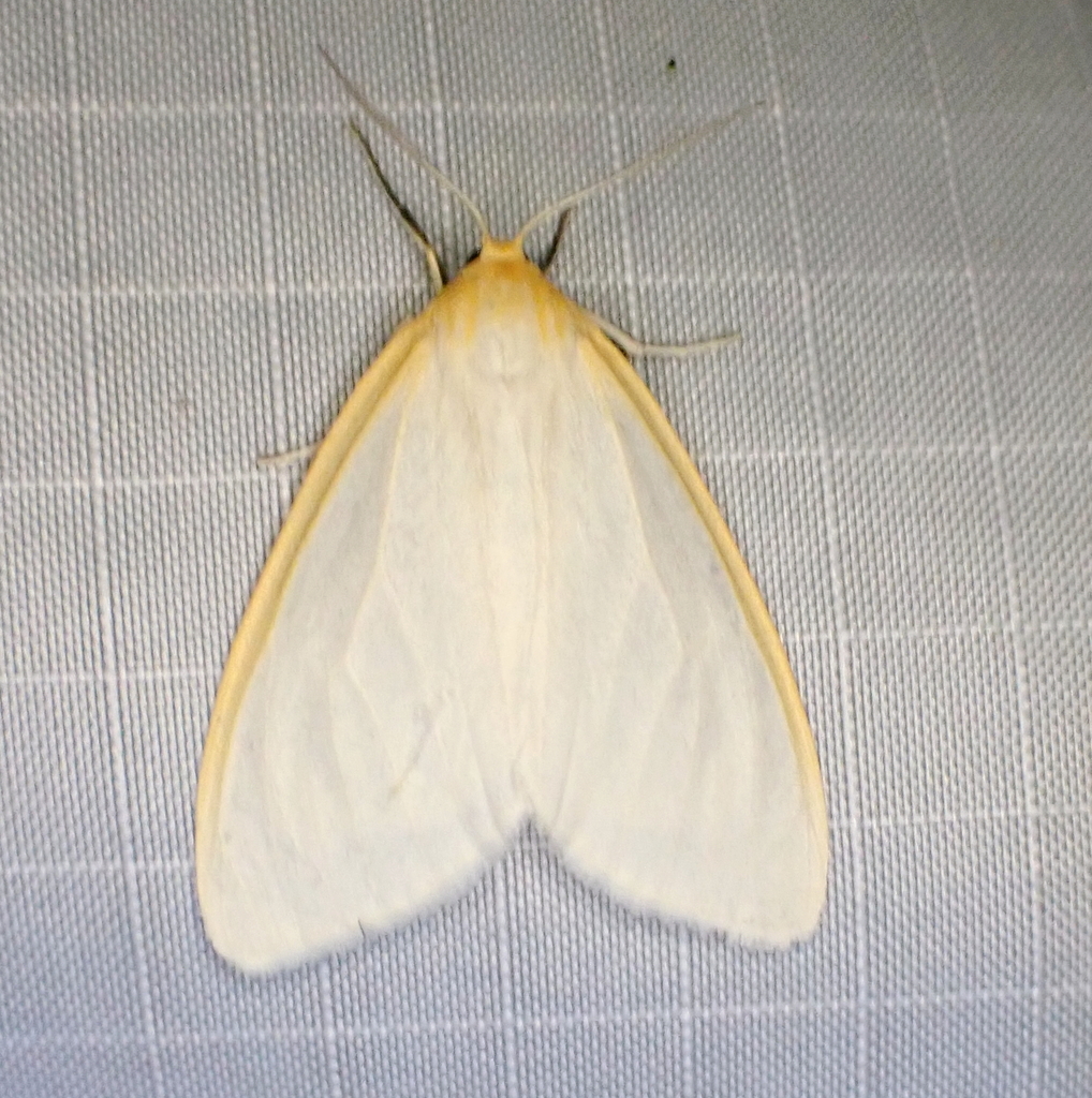 Delicate Cycnia Moth from Chesterfield County, VA, USA on July 26, 2023 ...