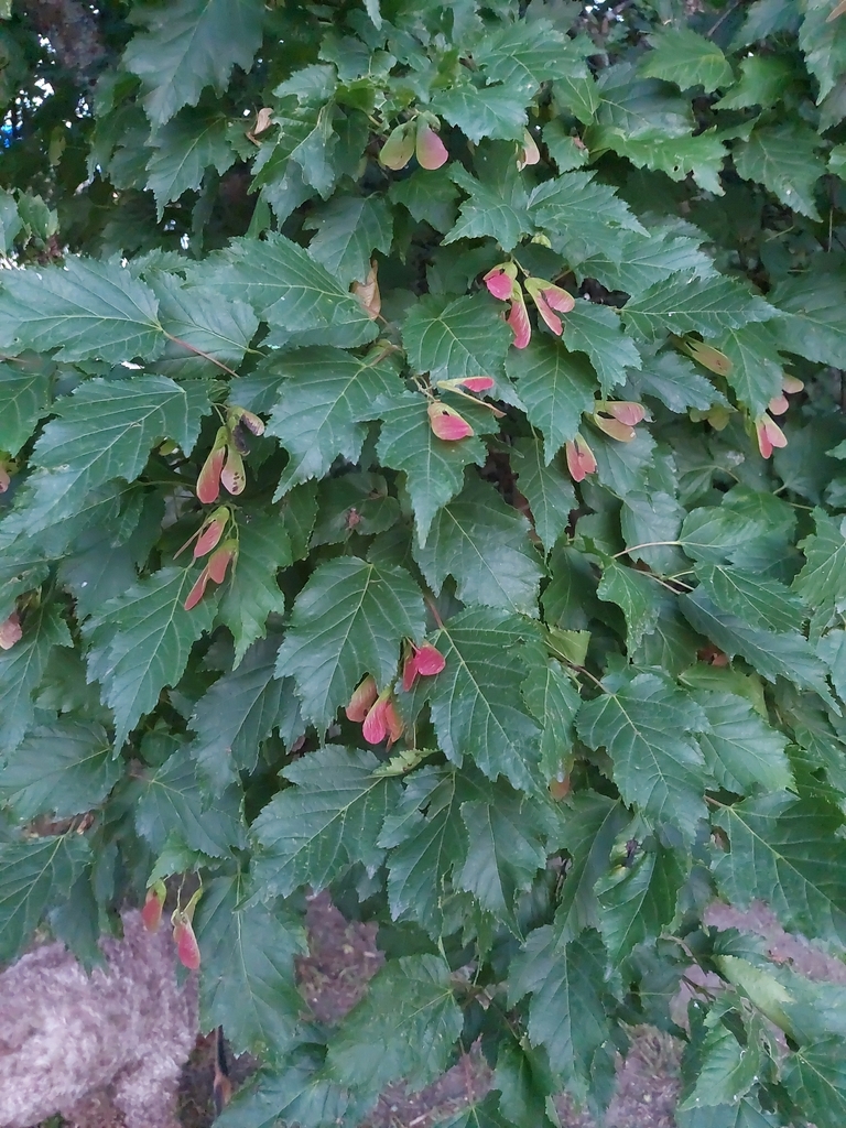 Tatarian Maple from Turku on July 26, 2023 at 10:36 PM by tapiopv ...