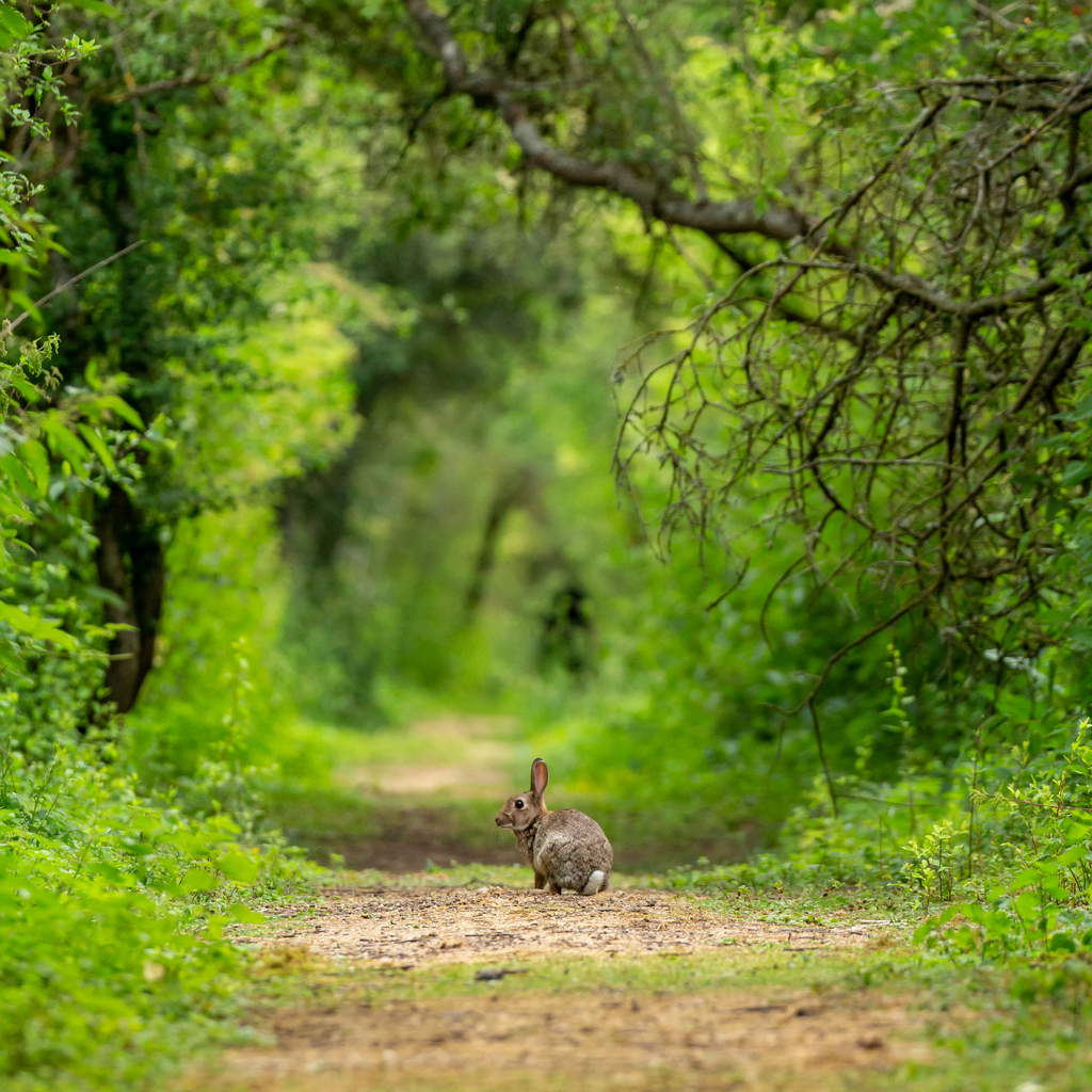 European Rabbit from Trappes, France on June 17, 2023 at 08:46 AM by ...