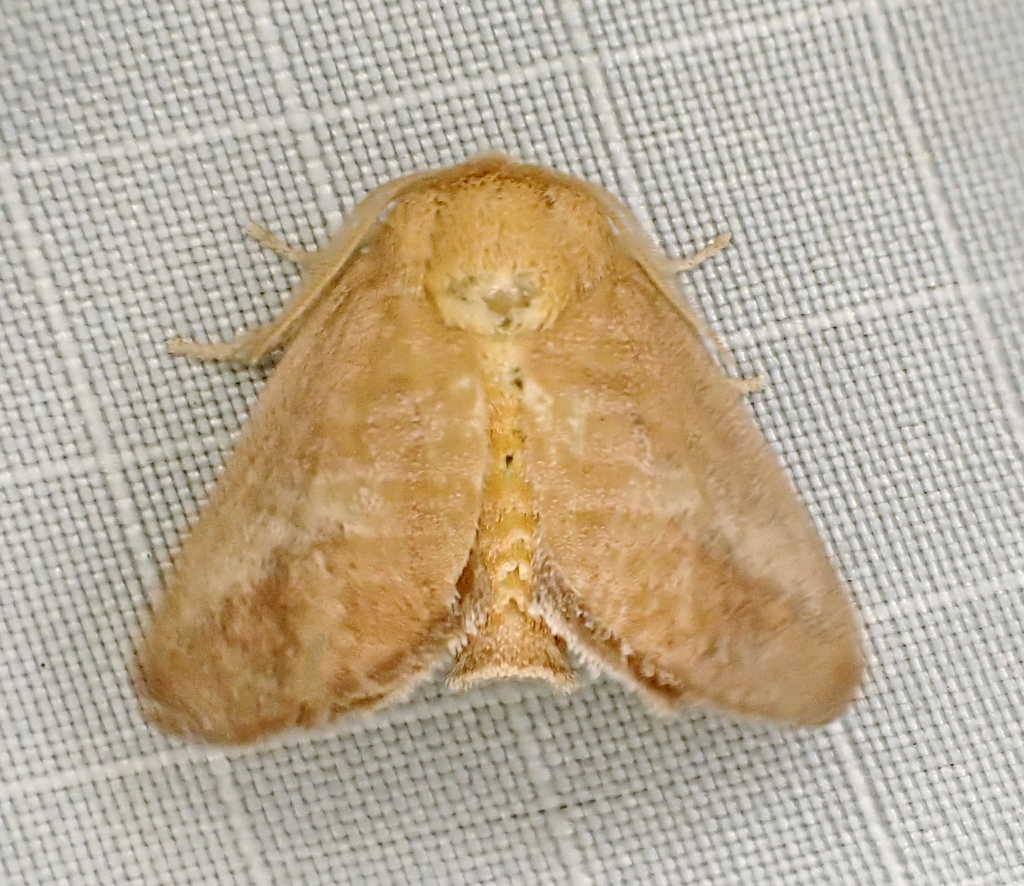Crowned Slug Moth from Chesterfield County, VA, USA on July 26, 2023 at ...