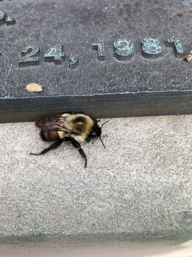 Common Eastern Bumble Bee from The Ohio State University, Columbus, OH ...