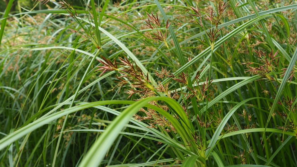 Common Club-rush from South Wood, Catsfield, East Sussex, UK on July 26 ...