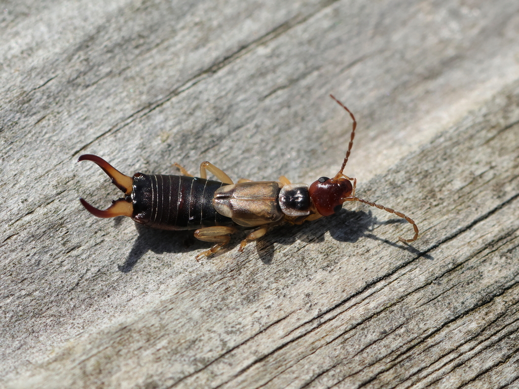 European Earwig from Oudalle, France on July 26, 2023 at 09:39 PM by ...