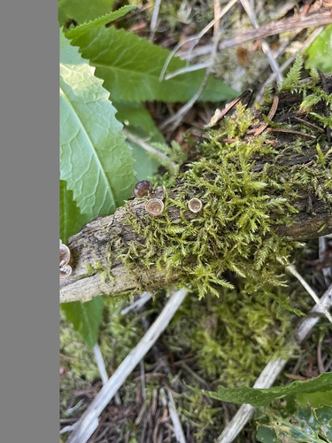 Observations by stavel · iNaturalist