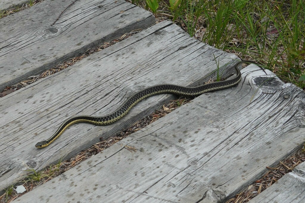 Eastern Garter Snake from Chippewa County, MI, USA on July 23, 2023 at ...