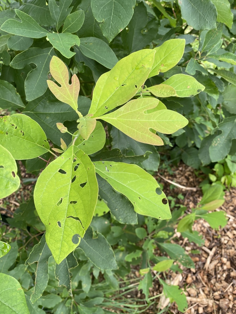 sassafras from Hopewell Rd, Gambier, OH, US on July 25, 2023 at 10:02 ...