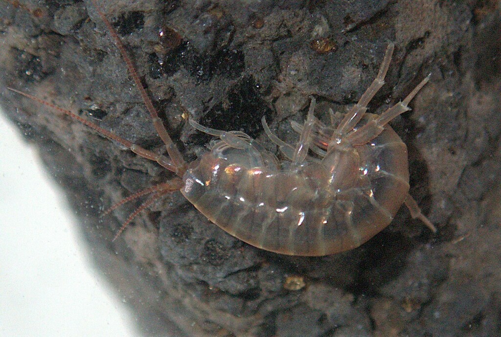 Amphipods from Paofai, Papeete, Polynésie française on February 6, 2022 ...