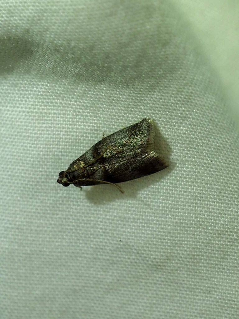 Knot-horn Moths from Windsor Park, Austin, TX, USA on July 25, 2023 at ...
