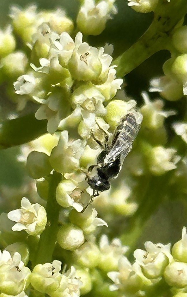 Rhus Fairy Bee from Mission Trails Regional Park, San Diego, CA, US on ...