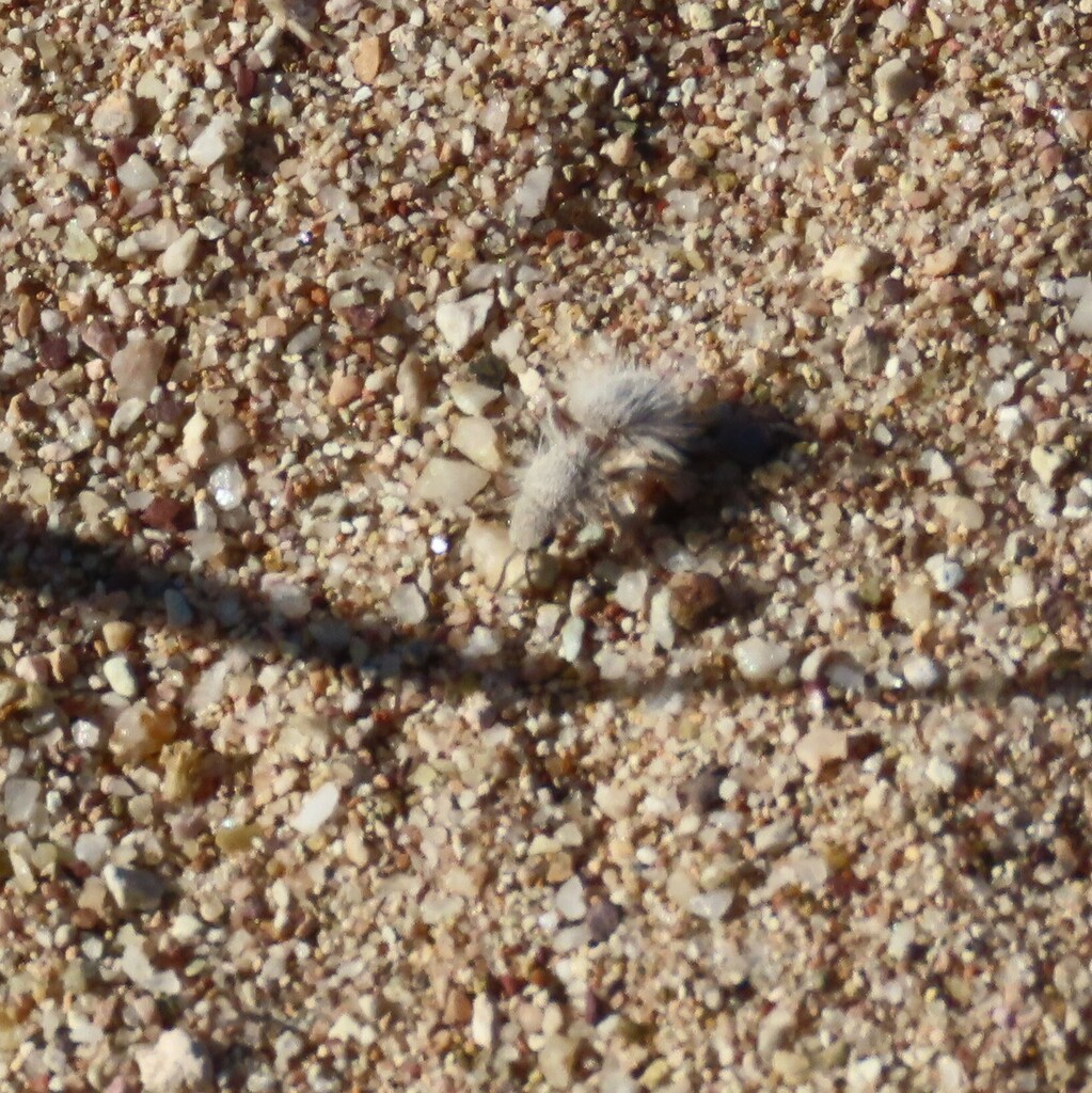 Thistledown Velvet Ant from Sierra Vista Southeast, AZ, USA on July 26 ...