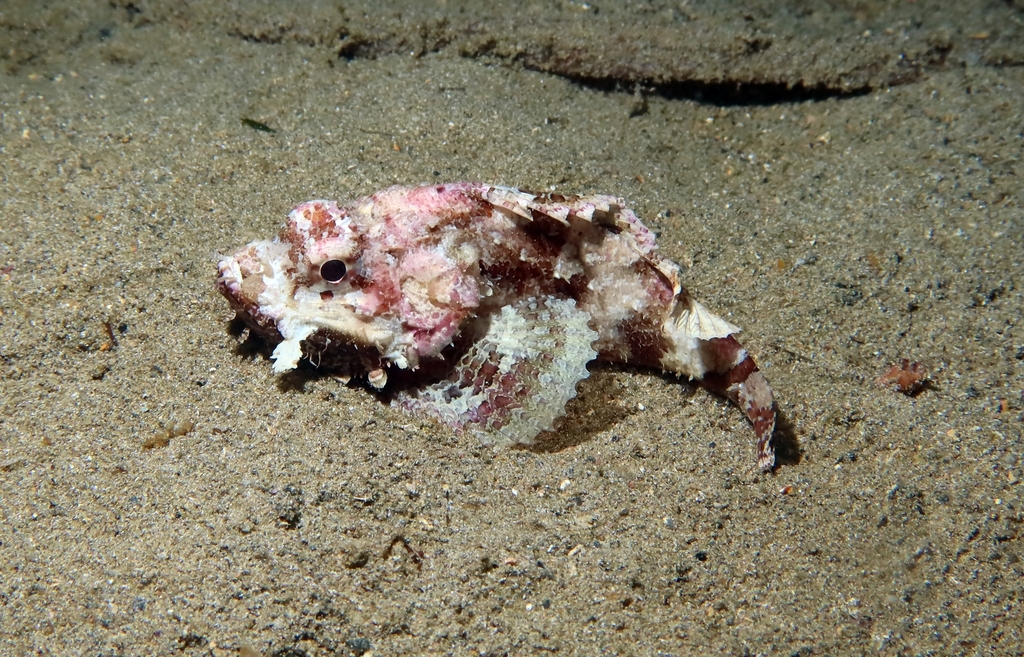 Red Scorpionfish (Scorpaena scrofa) - Marine Life Identification