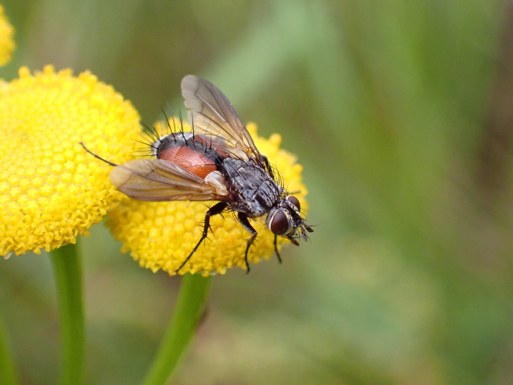 Red Spotted Parasite Fly from 7183 Randbøldal, Danmark on July 26, 2023 ...