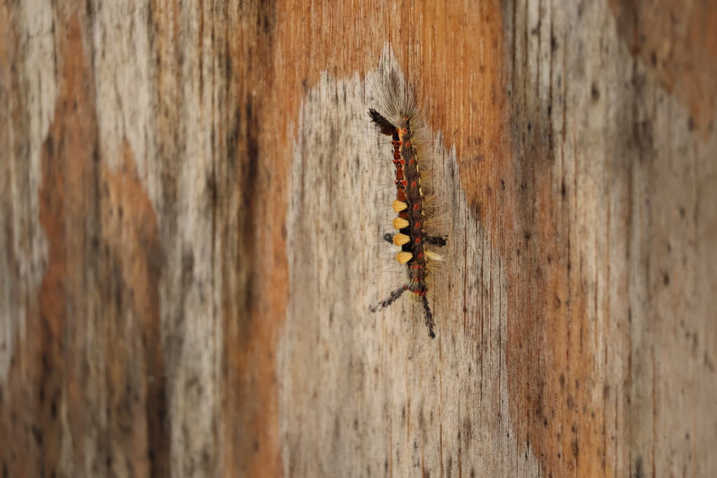 Rusty Tussock Moth from ebnath on July 26, 2023 at 05:26 PM by ...