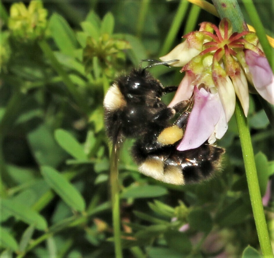 Yellow-banded Bumble Bee in July 2023 by rkluzco · iNaturalist