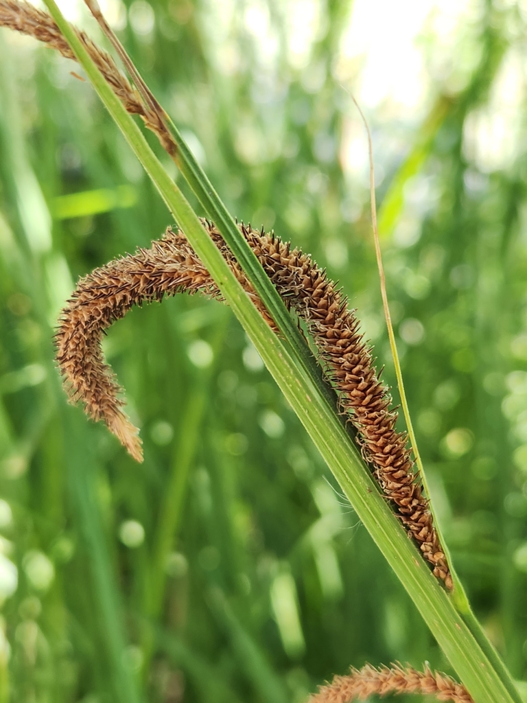 Santa Barbara sedge from Banning, CA 92220, USA on July 26, 2023 at 10: ...