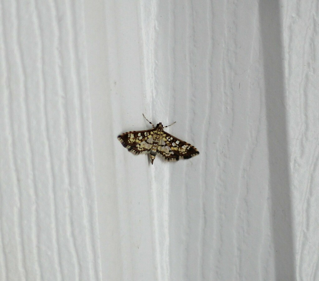 Stained-glass Moth from Wesley Chapel, FL, USA on July 25, 2023 at 09: ...