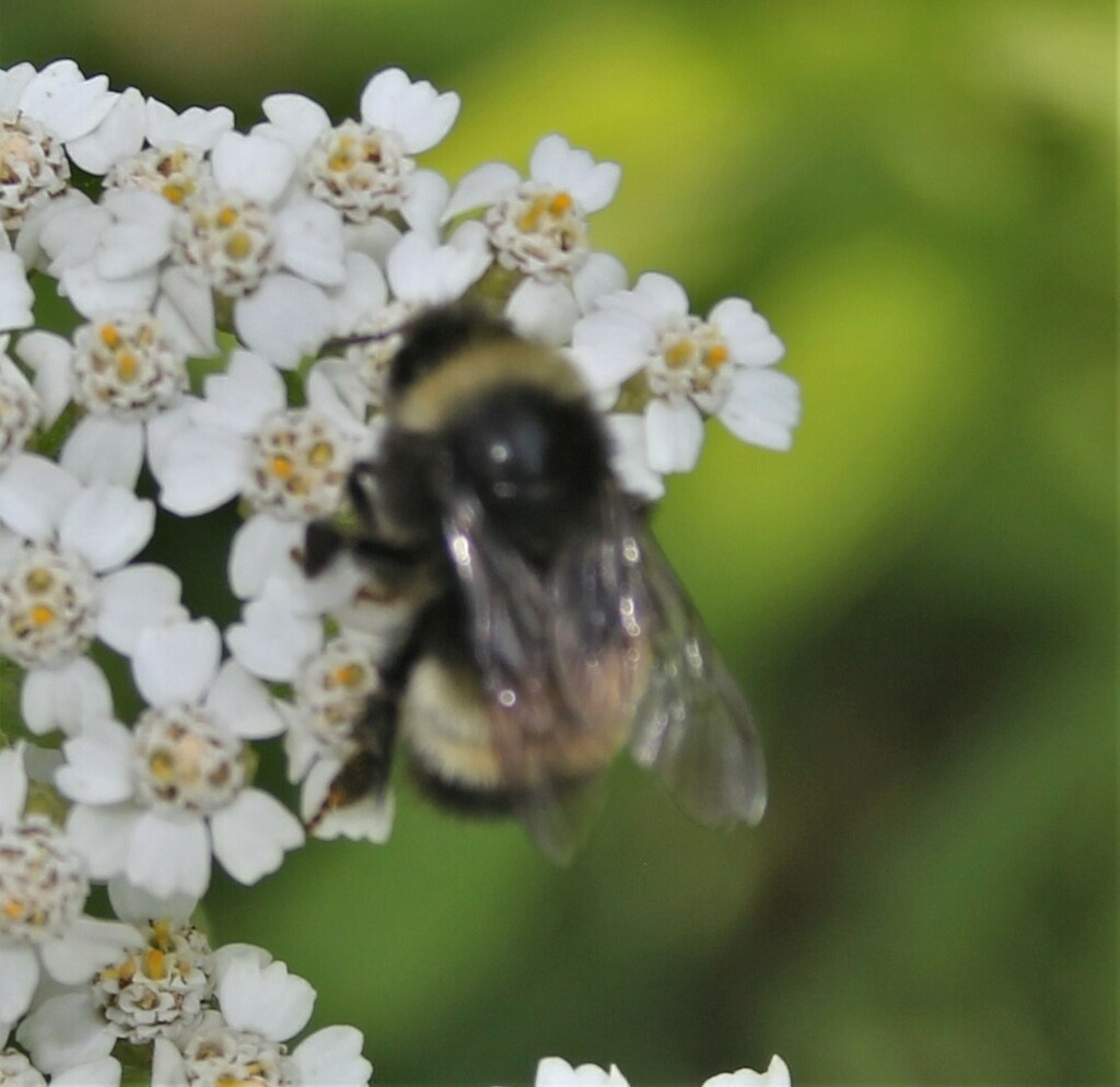 Yellow-banded Bumble Bee in July 2023 by rkluzco · iNaturalist
