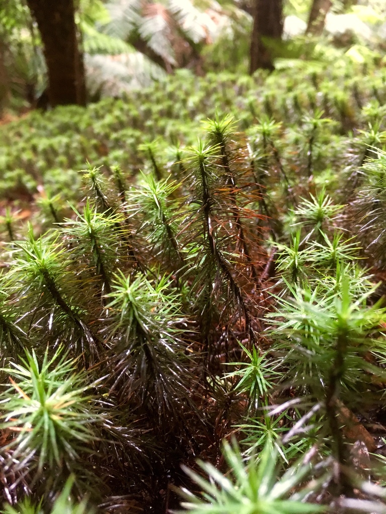 giant moss (Dawsonia superba) - Botanical Realm
