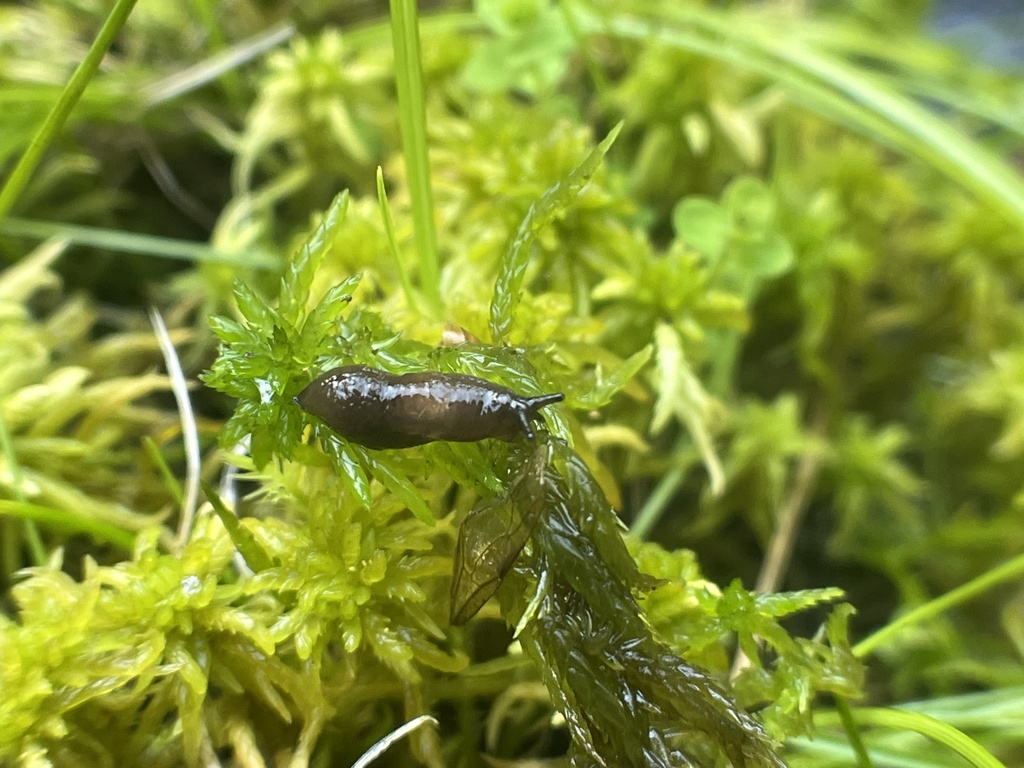 Smooth Land Slugs from Willamette National Forest, Idanha, OR, US on ...