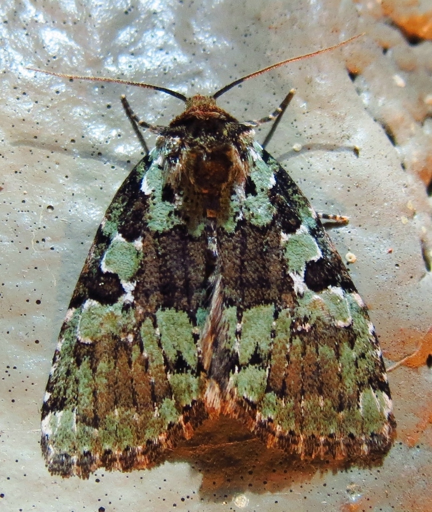 Marbled-green Leuconycta Moth (Moths of Dallas/Fort Worth, Texas ...