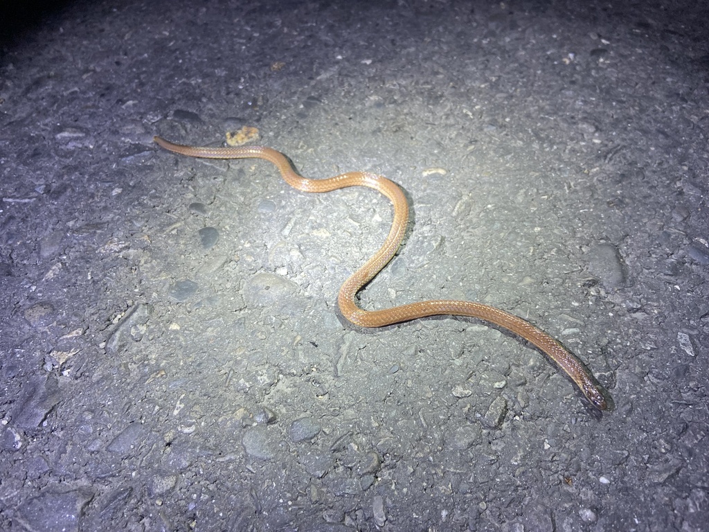 Collared Reed Snake in July 2023 by Andrew Pauly · iNaturalist