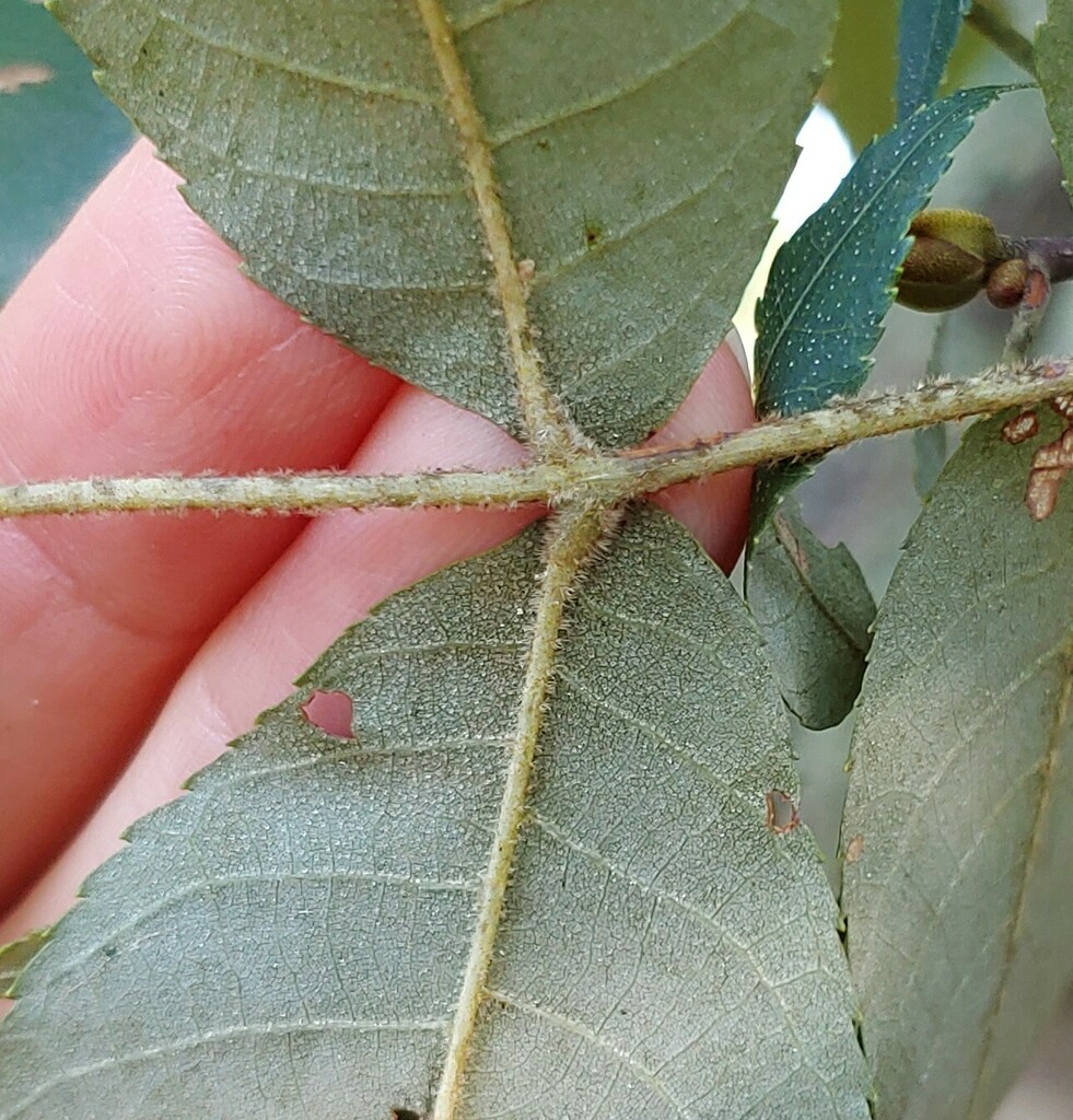 sand hickory from Dekalb County, GA, USA on July 26, 2023 at 10:02 AM ...