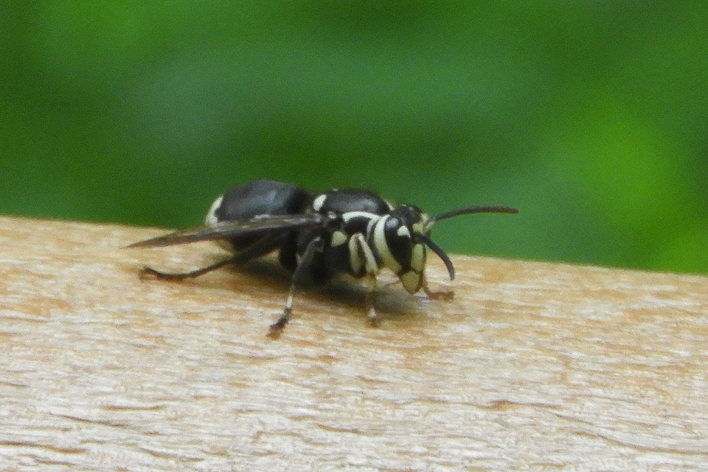 Bald-faced Hornet from Reston, VA, USA on July 26, 2023 at 11:34 AM by ...