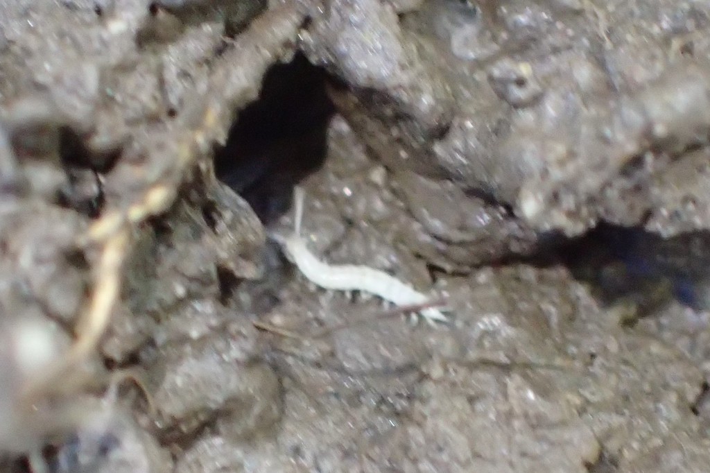 Scutigerellidae in January 2019 by Ron Matsumoto · iNaturalist