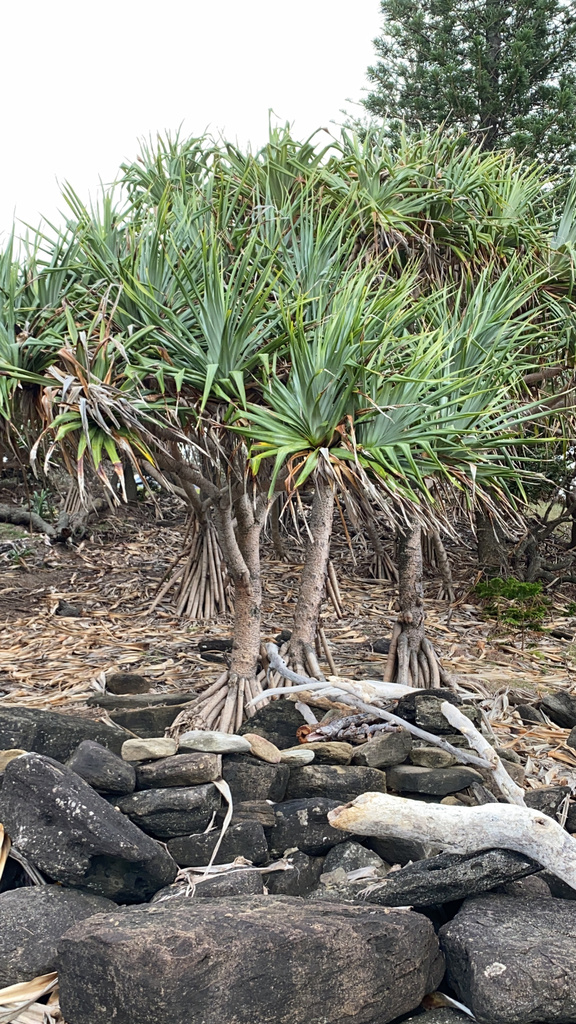 thatch screwpine from Geddes Way, Kings Beach, QLD, AU on July 25, 2023 ...