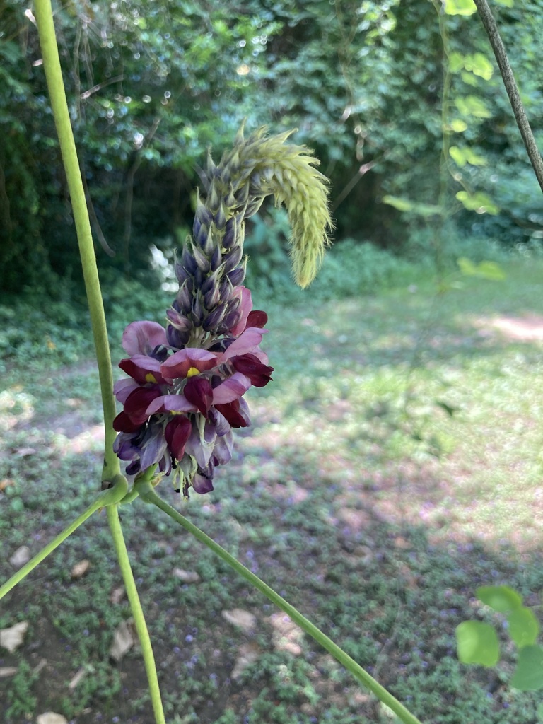 kudzu from Perkerson Park, Atlanta, GA, US on July 26, 2023 at 02:53 PM ...