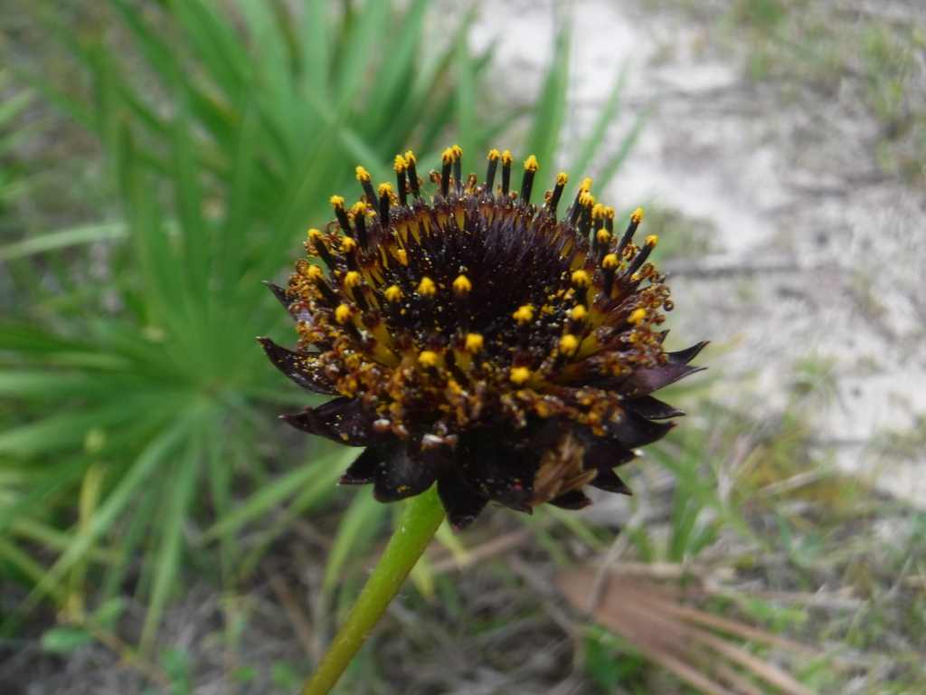 Rayless Sunflower from Polk County, FL, USA on September 25, 2022 at 12 ...