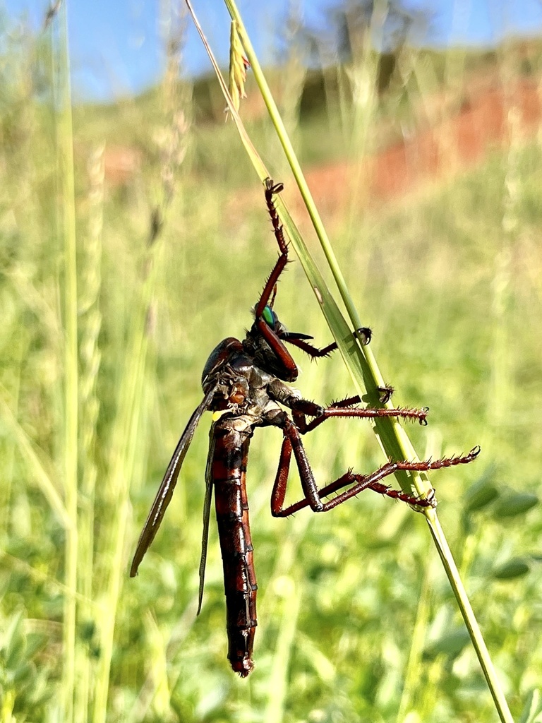 Giant Prairie Robber Fly from Gloss Mountain State Park, Fairview, OK ...