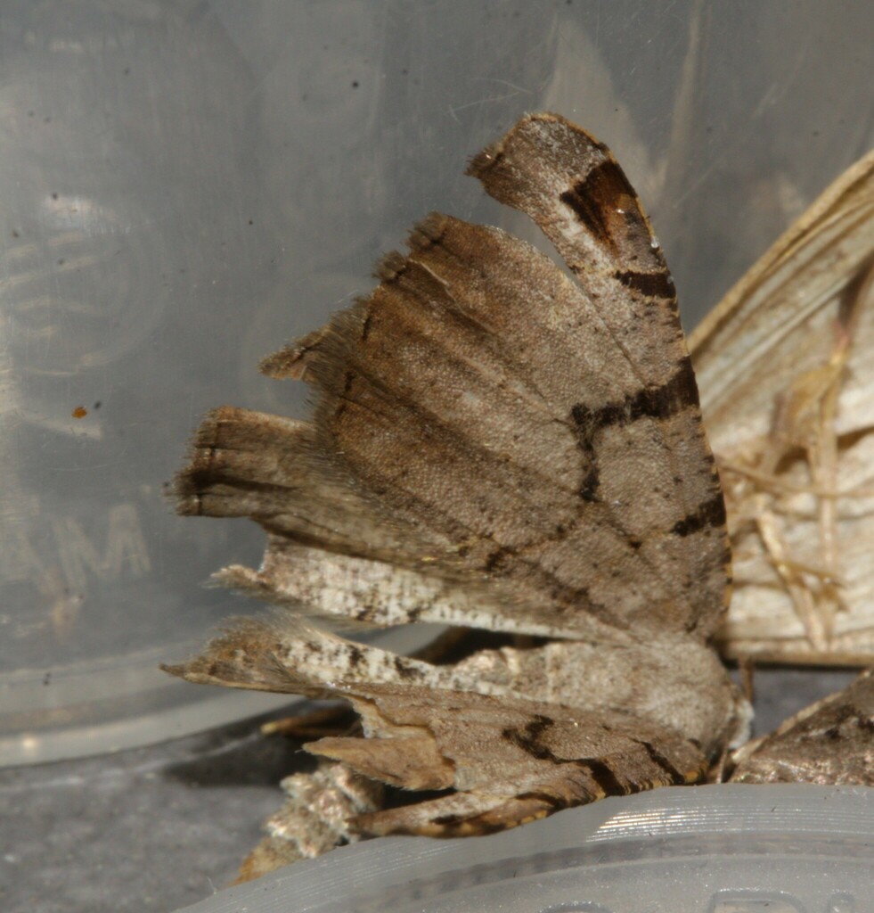 V-Moth from Mont-Joli, QC, Canada, 1101 rue Lussier on July 26, 2023 at ...