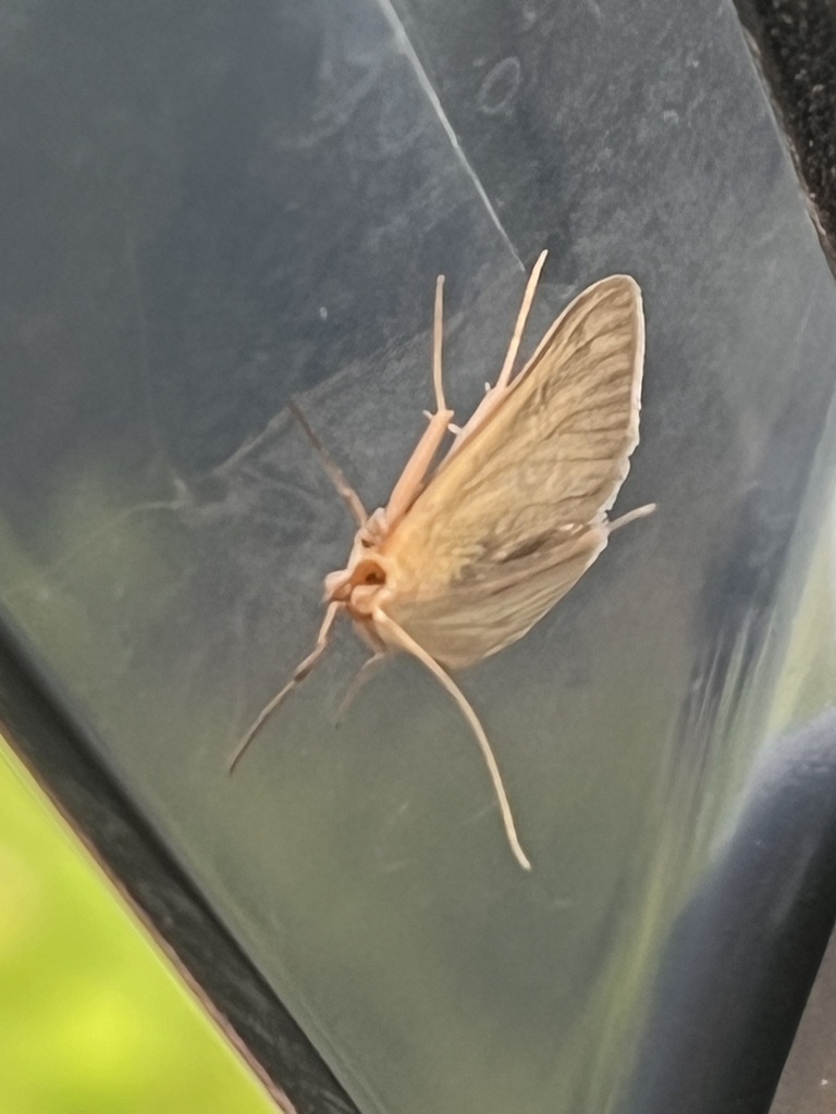 Carrot Seed Moth from Hooton Dr, Cavan Monaghan, ON, CA on July 26 ...