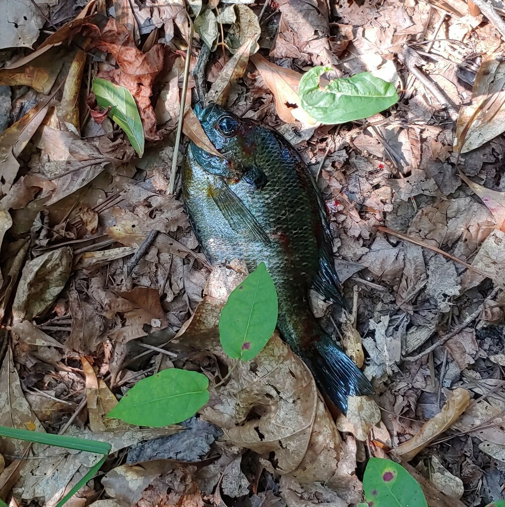 Bluegill from Dekalb County, GA, USA on July 26, 2023 at 10:35 AM by ...