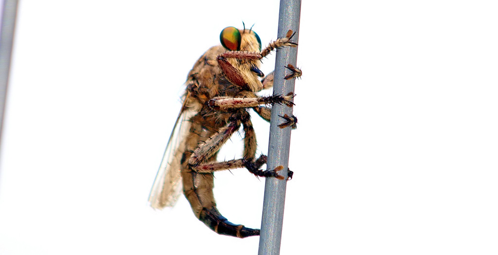 Giant Robber Flies from Daughter's Crowley Texas land on July 4, 2023 ...