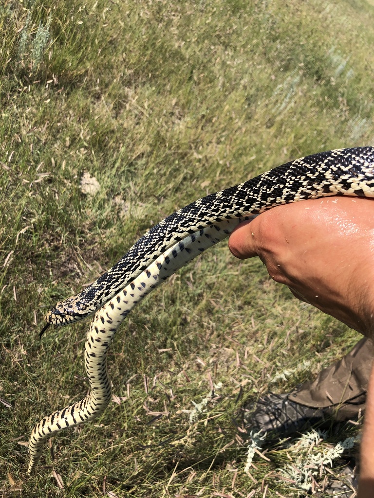Gopher Snake in July 2023 by Boy, Sunflower · iNaturalist
