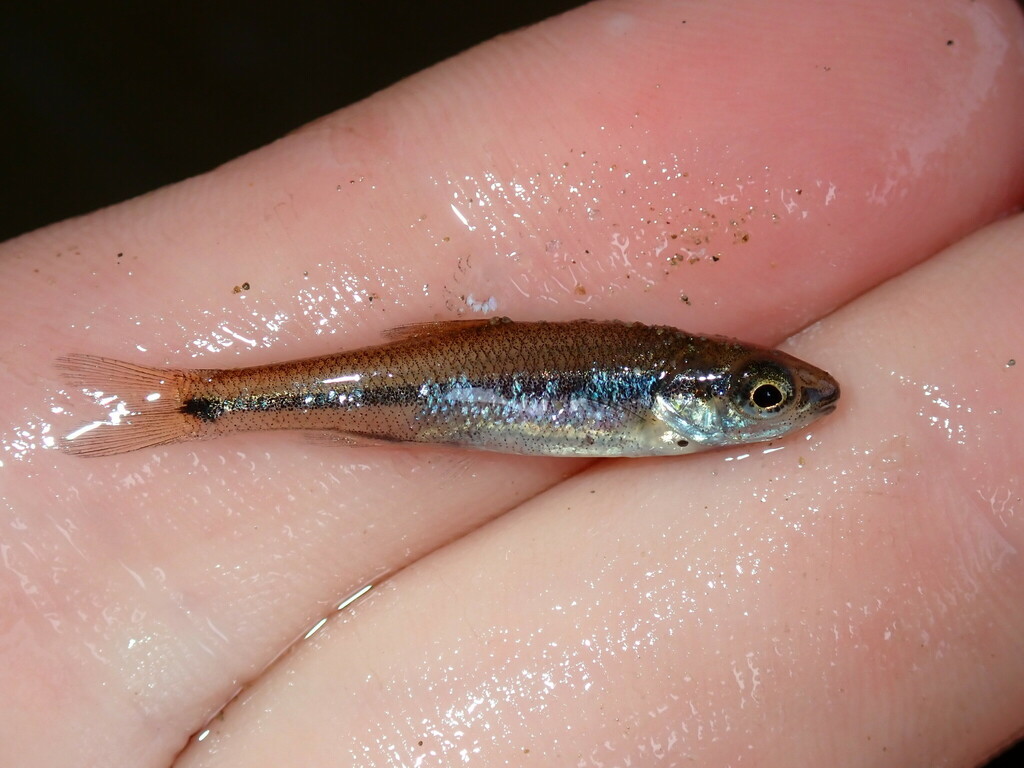 Fallfish from Hardwick Township, NJ, USA on July 26, 2023 at 03:15 PM ...