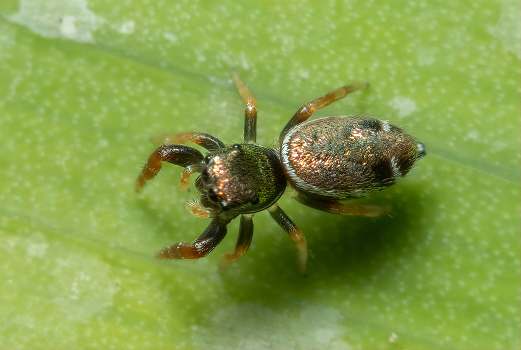 Buttonhook Leaf-beetle Jumping Spider from Weber County, UT, USA on ...