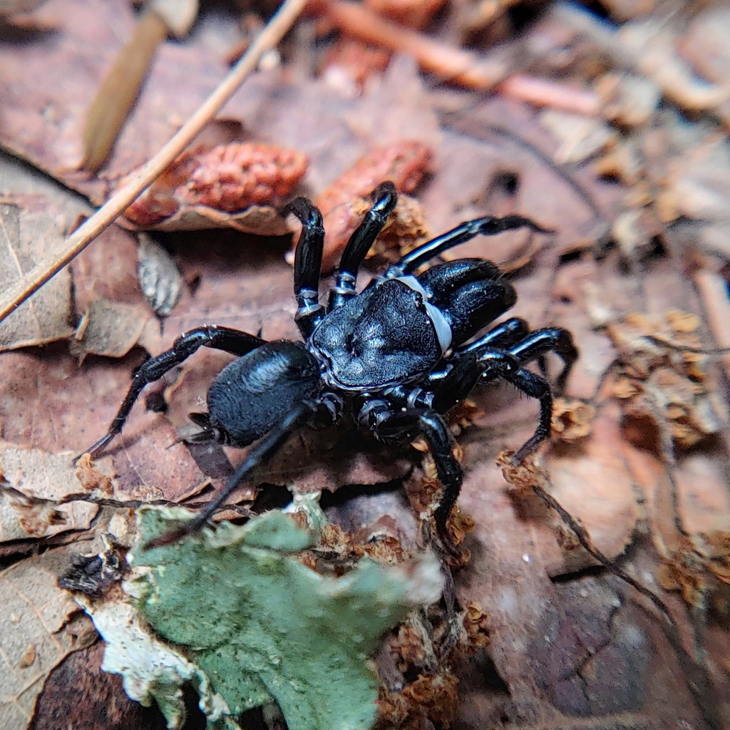 Black Purseweb Spider in May 2022 by Paige Hornsby · iNaturalist