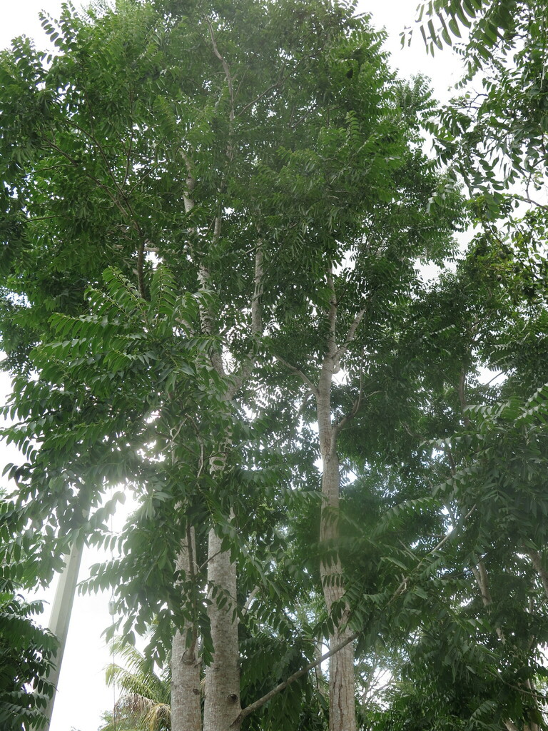 West Indies Cedrela in July 2023 by Raúl E. Castillo Cupul · iNaturalist