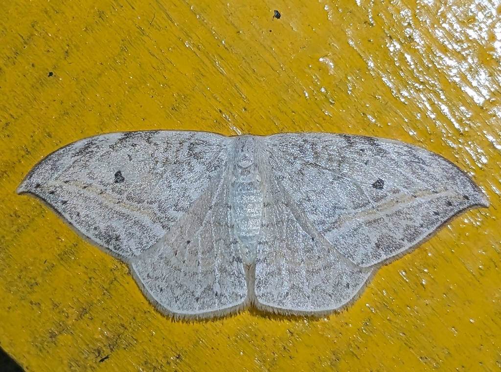 Drepana pallida from East Kameng, IN-AR, IN on July 27, 2023 at 03:17 ...